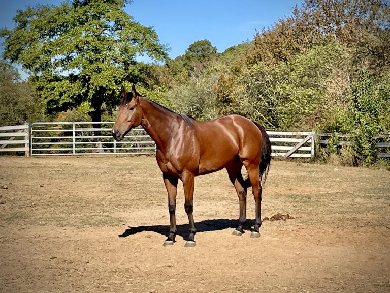 Thoroughbred Logic, Presented by OTTB United: The Post-Track Body Crash | HORSE NATION