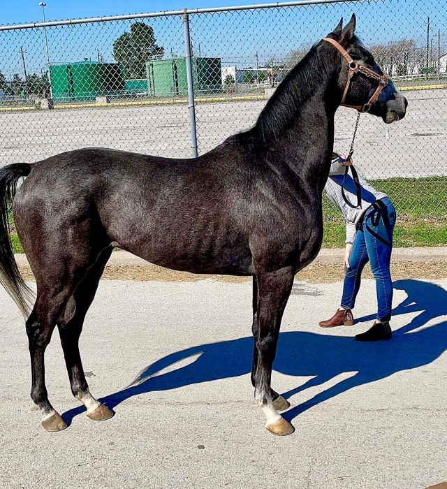 Thoroughbred Logic, Presented by OTTB United: The Post-Track Body Crash ...