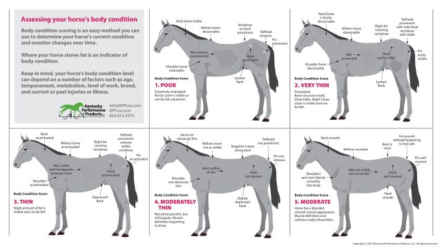 The Ideal Body Condition Score for Your Horse, Presented by Kentucky ...