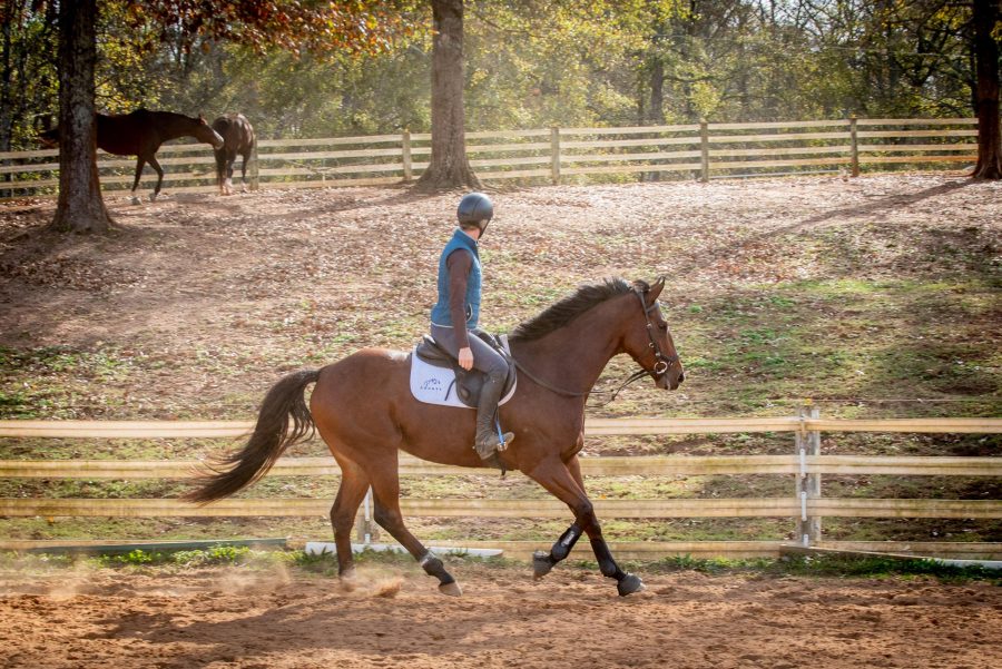 Thoroughbred Logic: Thankful for the Thoroughbred | HORSE NATION