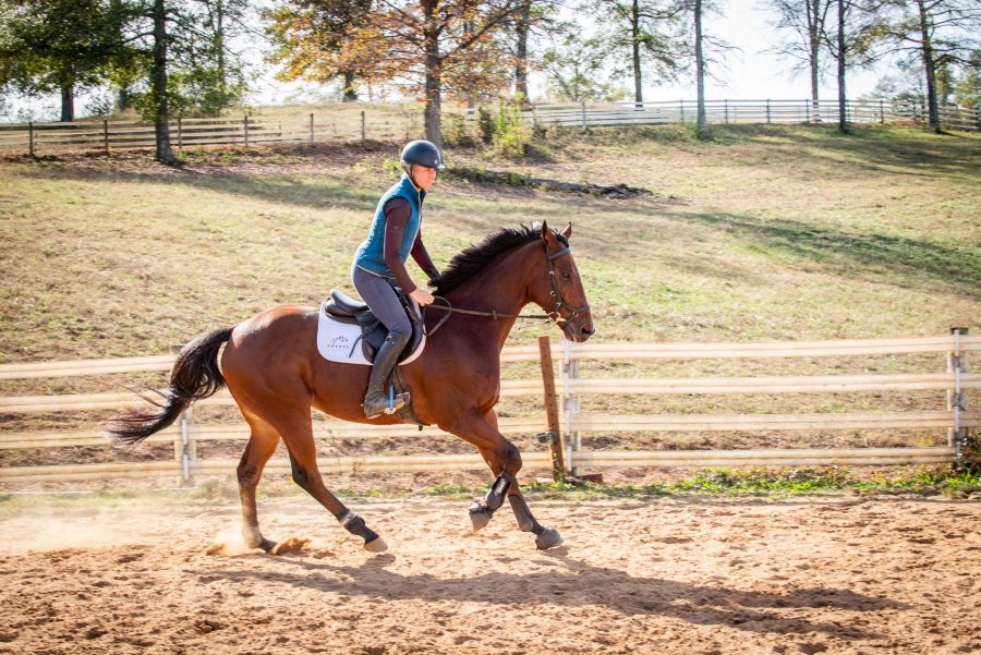 Thoroughbred Logic: The Starter Kit | HORSE NATION