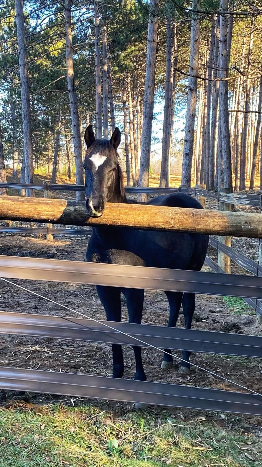 Horse Nation Writers Share Their New Year’s Resolutions | HORSE NATION