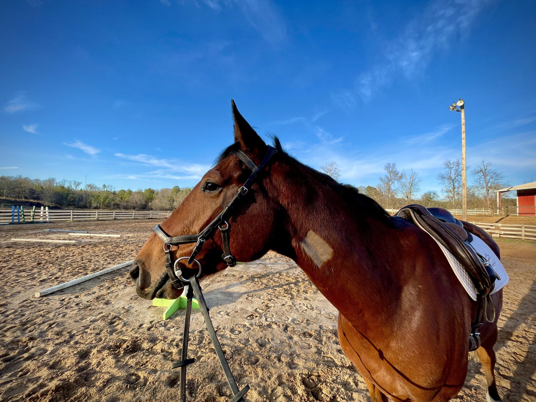 Thoroughbred Logic: Rehabbing Injuries, Part One | HORSE NATION