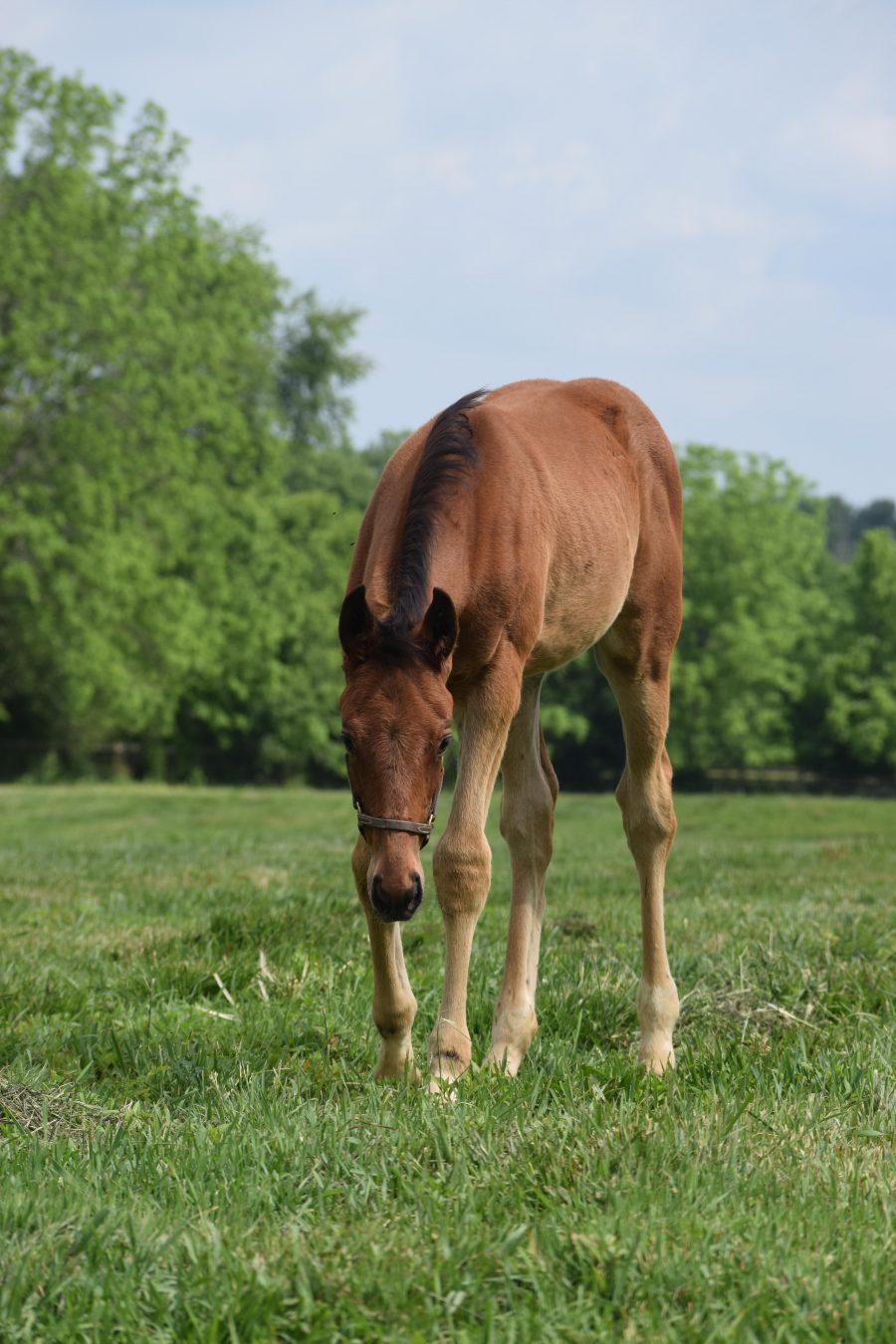 Thoroughbred Logic: Rehabbing Injuries, Part One | HORSE NATION