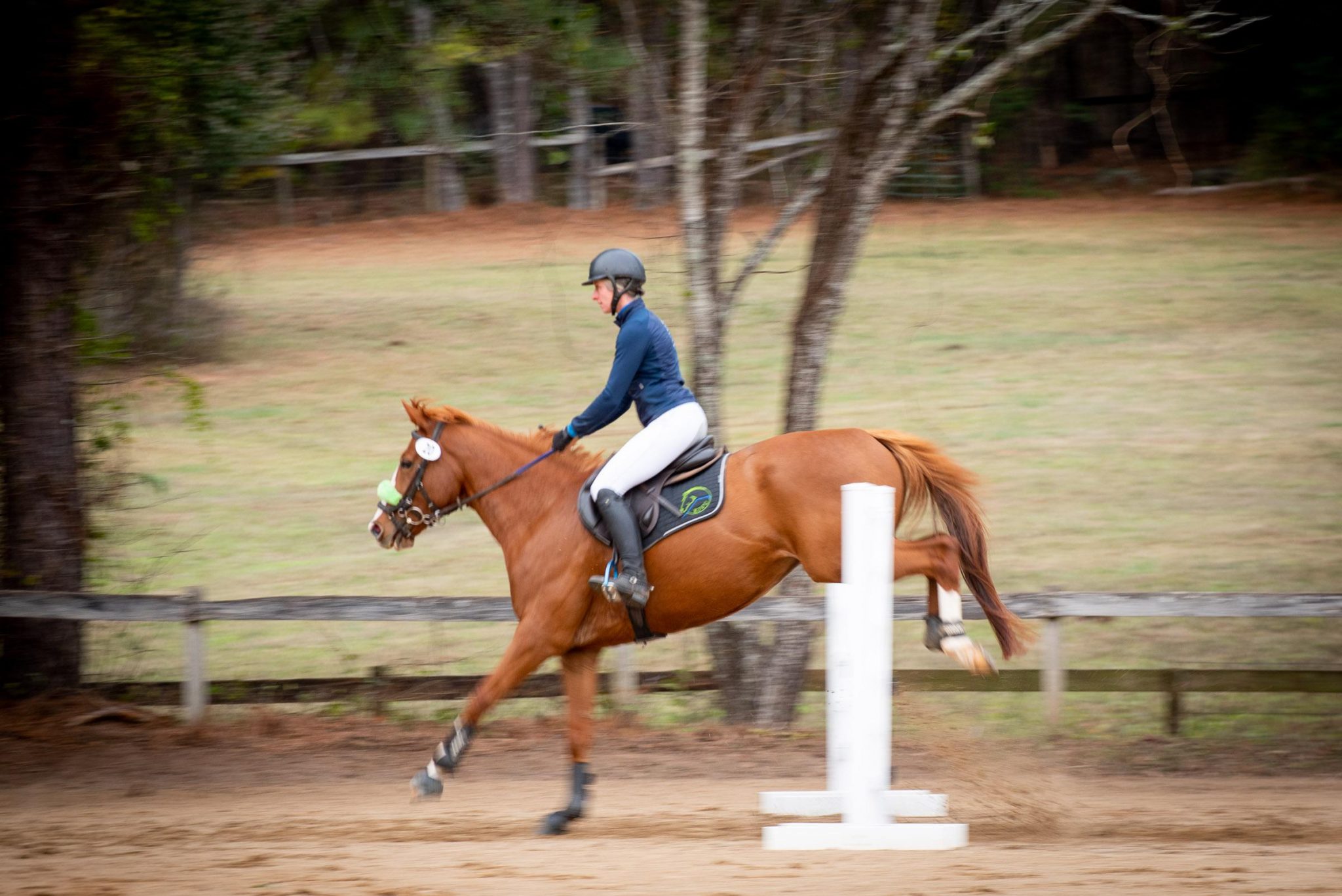 Thoroughbred Logic: Rehabbing Injuries, Part Two — Surviving Stall Rest ...