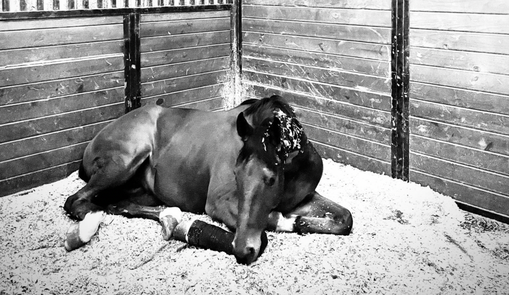 Thoroughbred Logic: Rehabbing Injuries, Part One | HORSE NATION