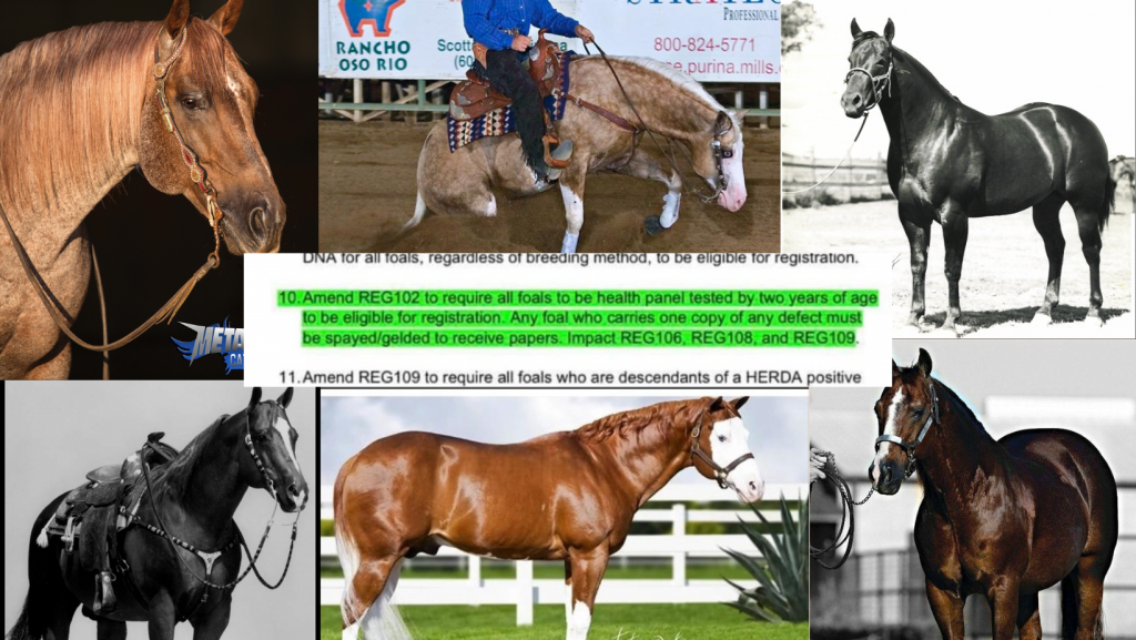 Op-Ed: The AQHA Wants To Do What? | HORSE NATION