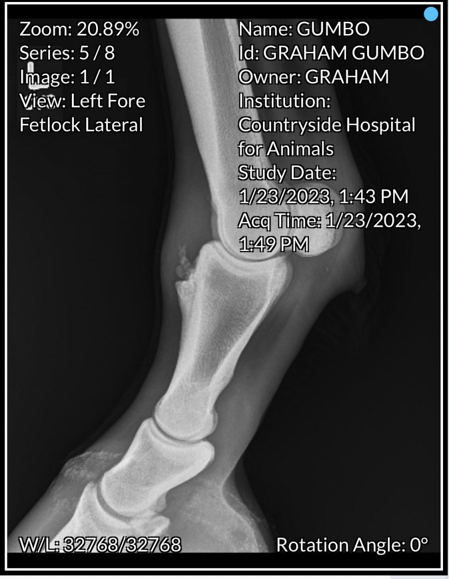 Thoroughbred Logic: Horse Profiles, The Good Kid | HORSE NATION