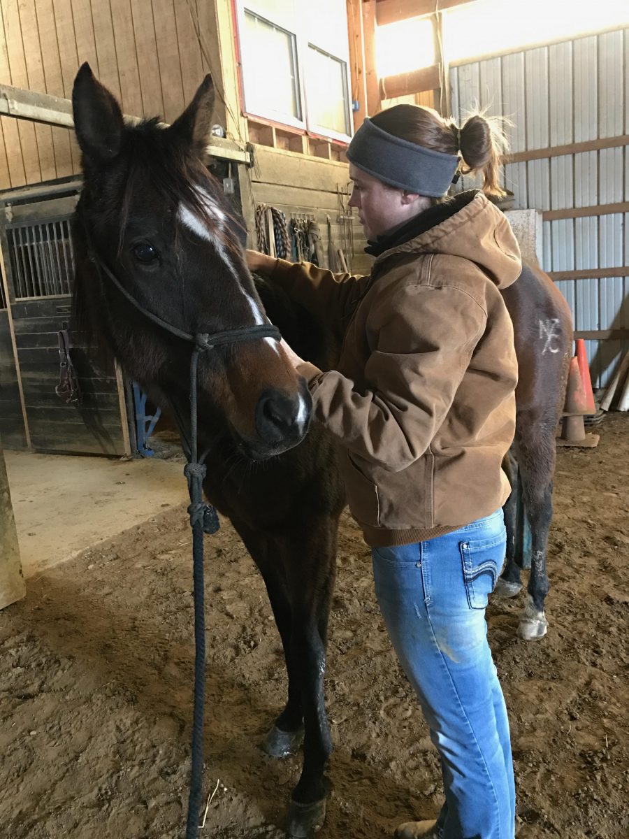 7 Equine Alternative Healing Therapies | HORSE NATION