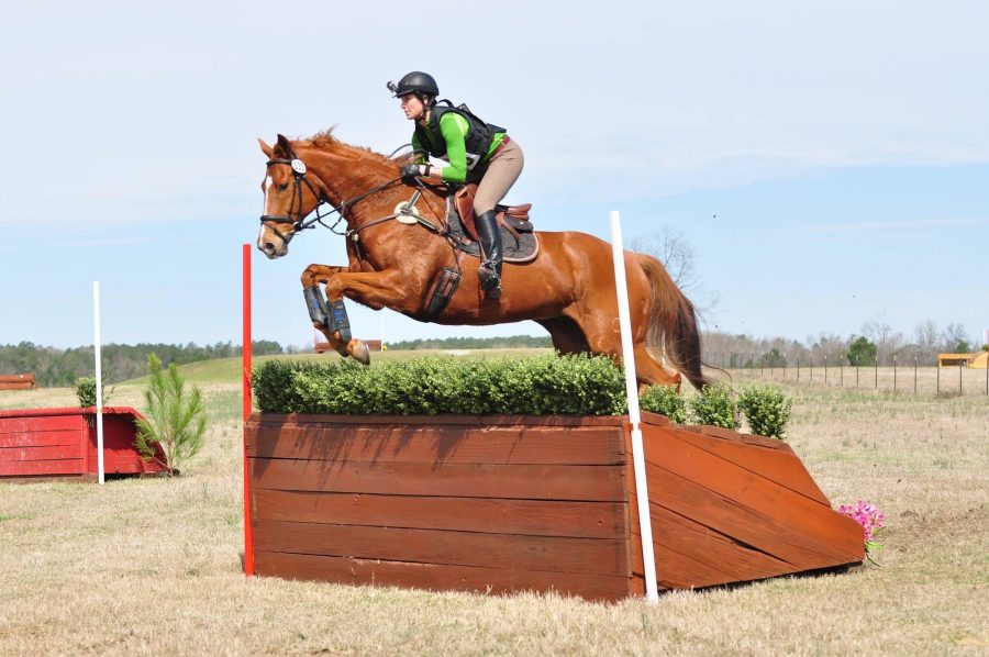 Thoroughbred Logic: Does Size Really Matter? | HORSE NATION