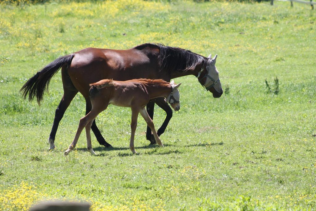 So You Think You Can… Be a Broodmare Manager? | HORSE NATION