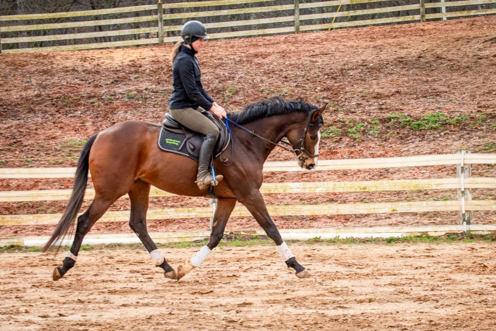 Thoroughbred Logic: Finding the Flow | HORSE NATION