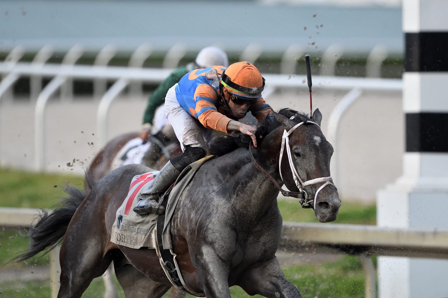 Forte Wins Florida Derby Earning Favorite Kentucky Derby Status | HORSE ...