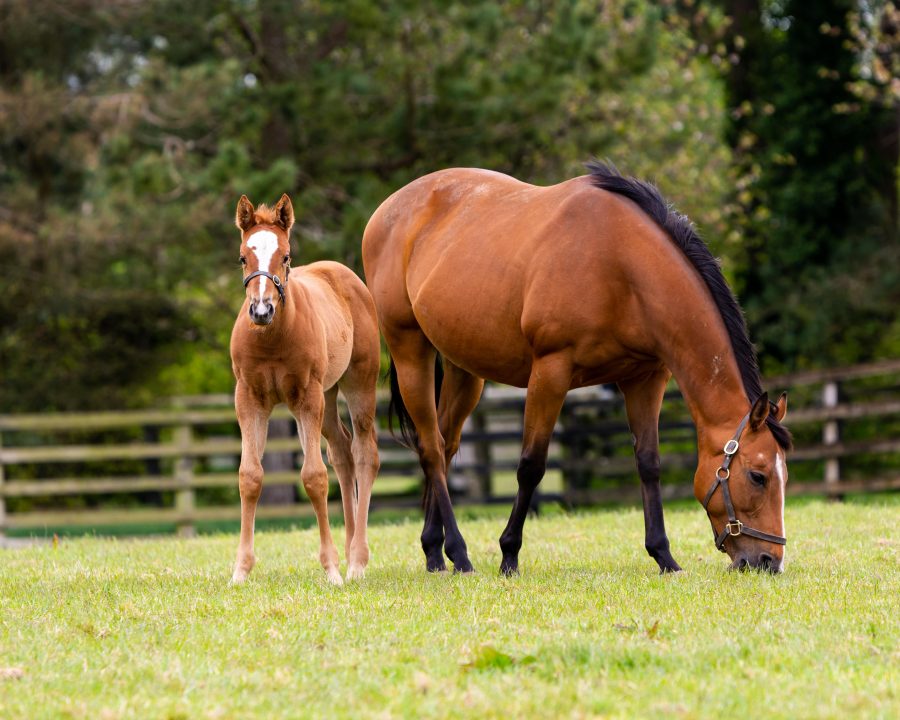 Building a Strong Immune System in Mares and Foals, Presented by ...