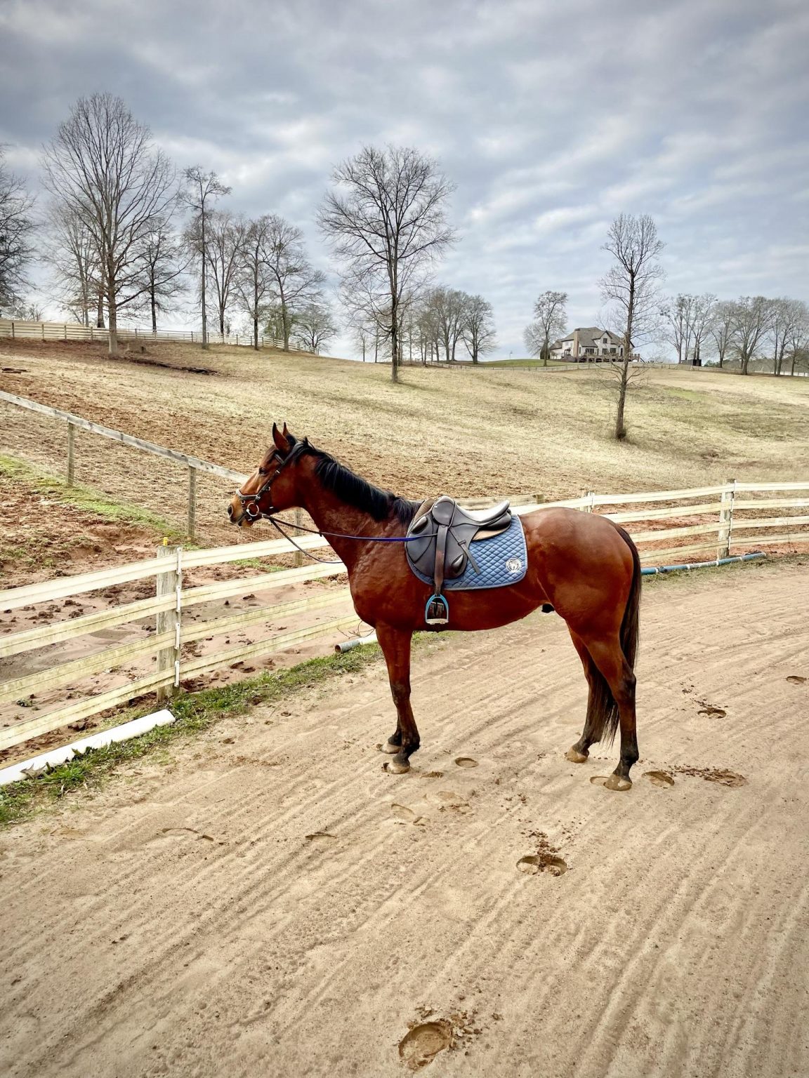 Thoroughbred Logic: The Art of Tying | HORSE NATION