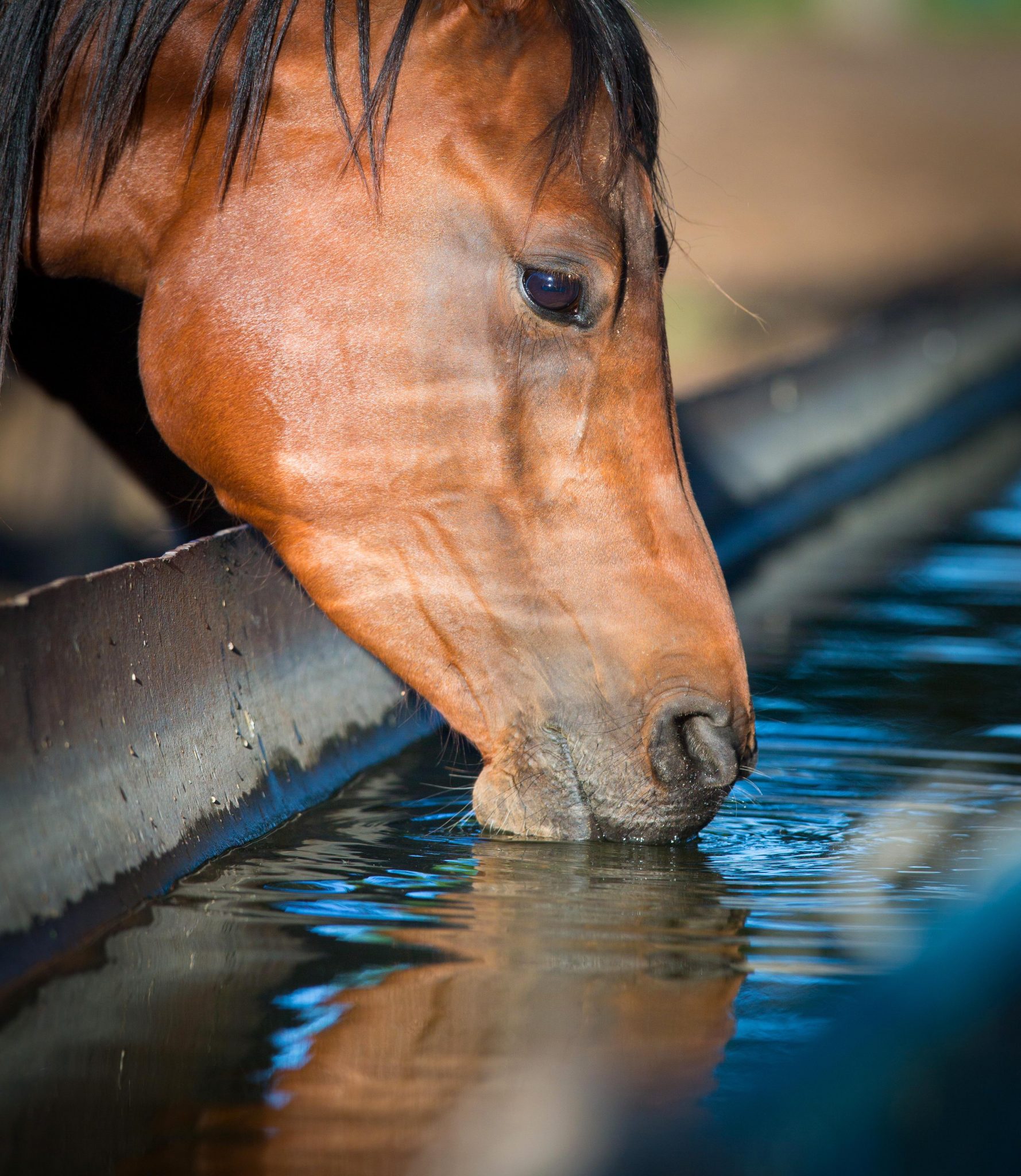 Dehydration in Horses, Presented by Kentucky Performance Products ...