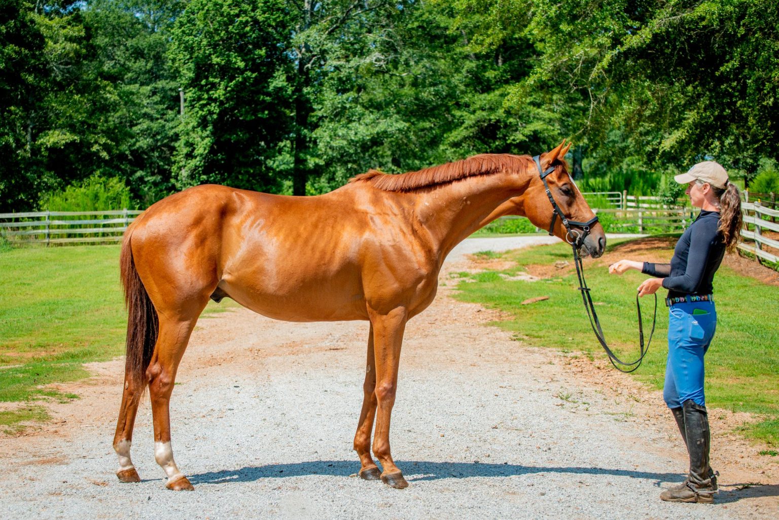 Thoroughbred Logic: Conformation Photo Critique | HORSE NATION