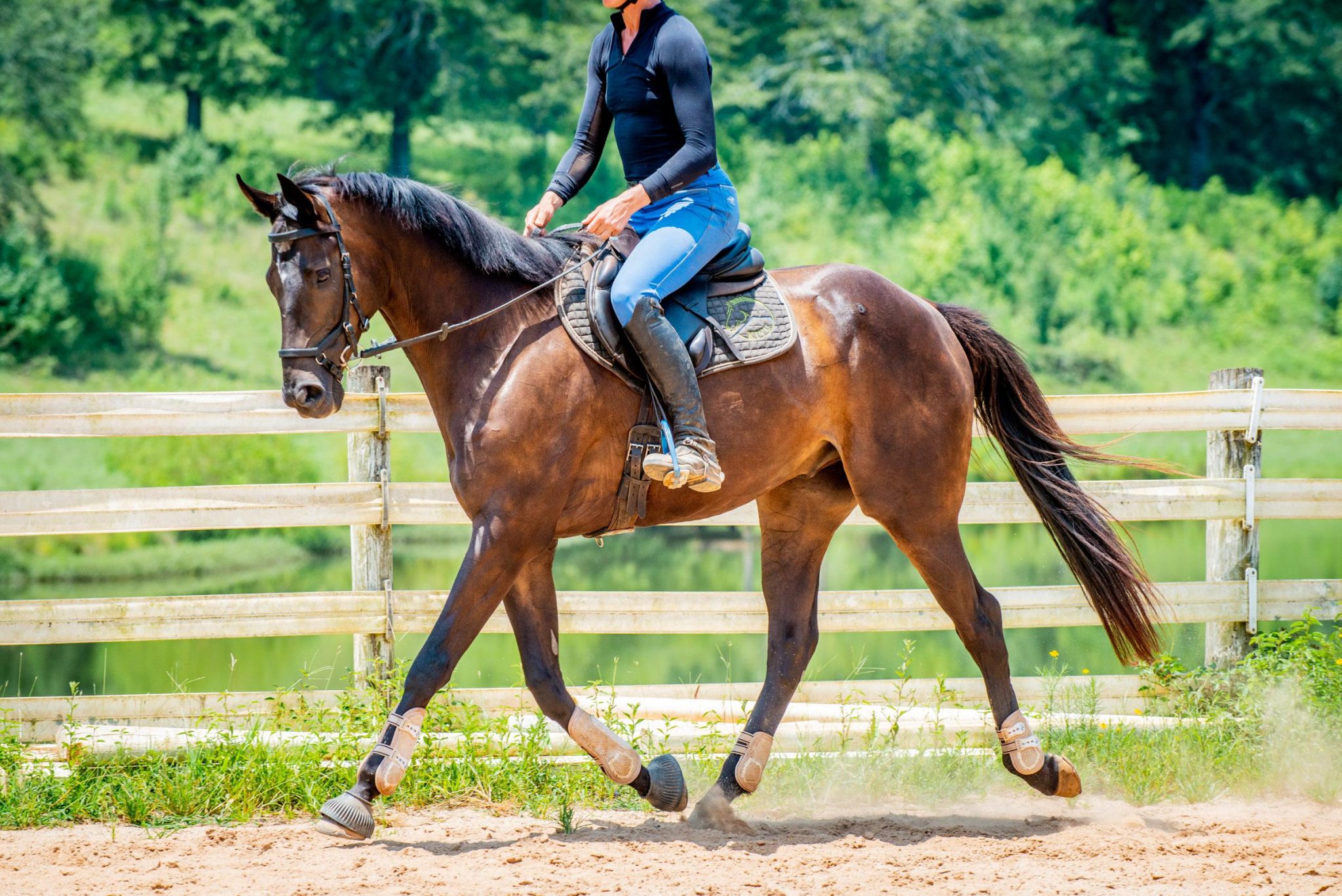 Thoroughbred Logic: Conformation Photo Critique | HORSE NATION