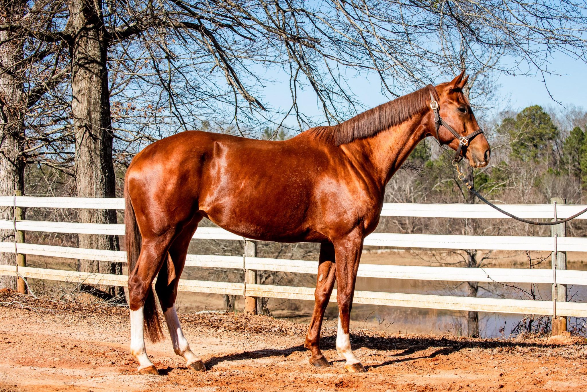 Thoroughbred Logic: Conformation Photo Critique | HORSE NATION