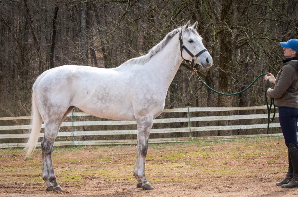 Thoroughbred Logic: Conformation Photo Critique | HORSE NATION