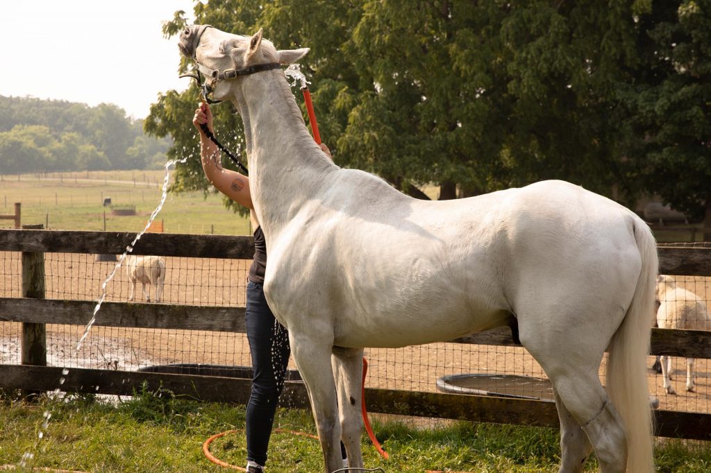 Barn Aisle Chats: Milestones With Kate | HORSE NATION