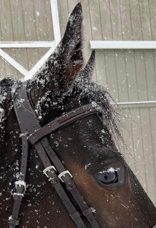 Reader Photo Challenge: Horse Ears | HORSE NATION