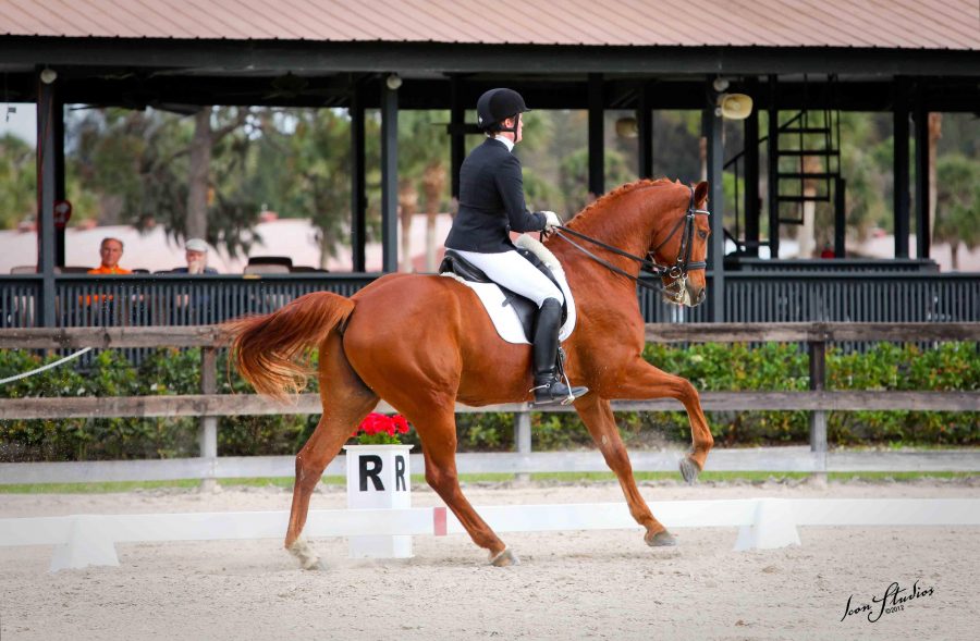 Training in the Right Way: Let’s Talk About the Training Scale | HORSE ...