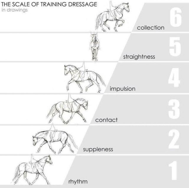 Training in the Right Way: Let’s Talk About the Training Scale | HORSE NATION