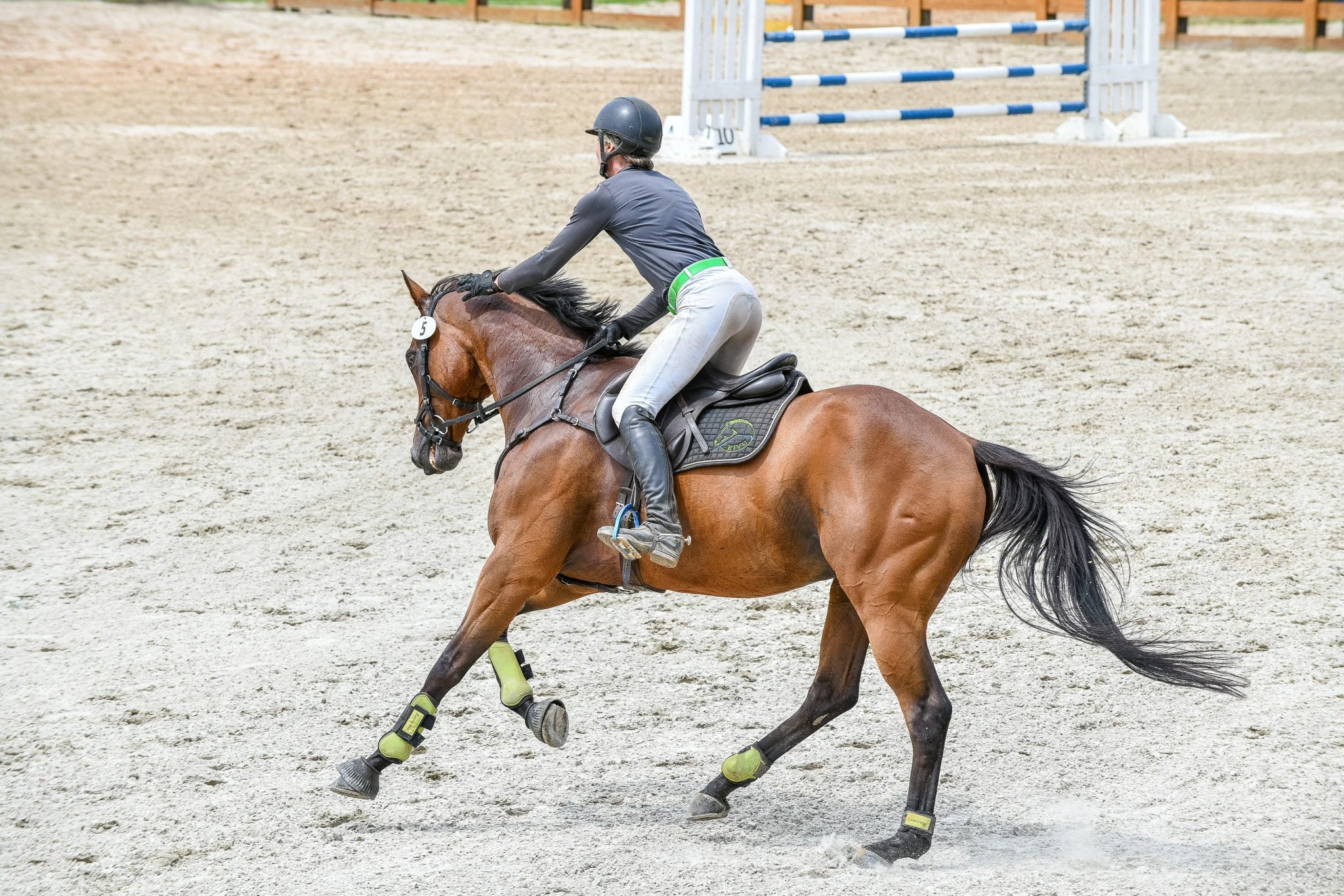 Thoroughbred Logic: Steadier Hands | HORSE NATION