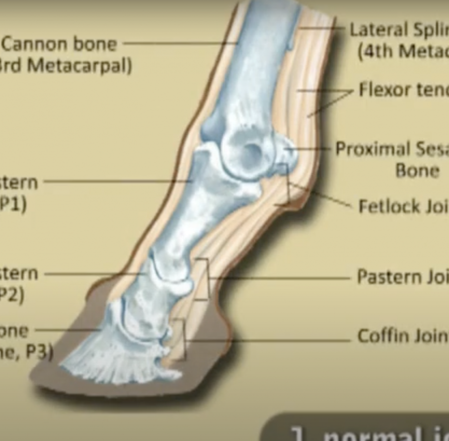 Take a Look at the Equine Joint, by Kentucky Performance Products ...