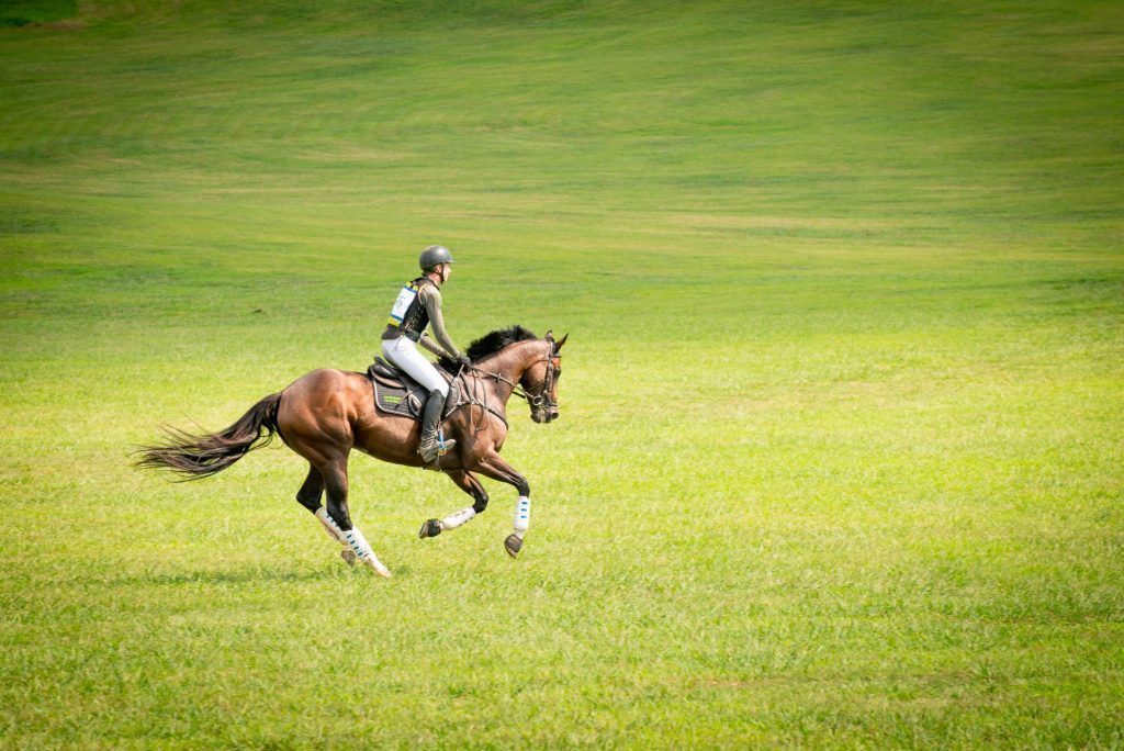 Thoroughbred Logic: Hands & Dumb (But Effective) Metaphors | HORSE NATION