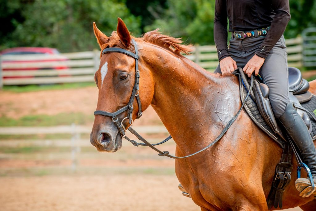 Thoroughbred Logic: Hands & Dumb (But Effective) Metaphors | HORSE NATION