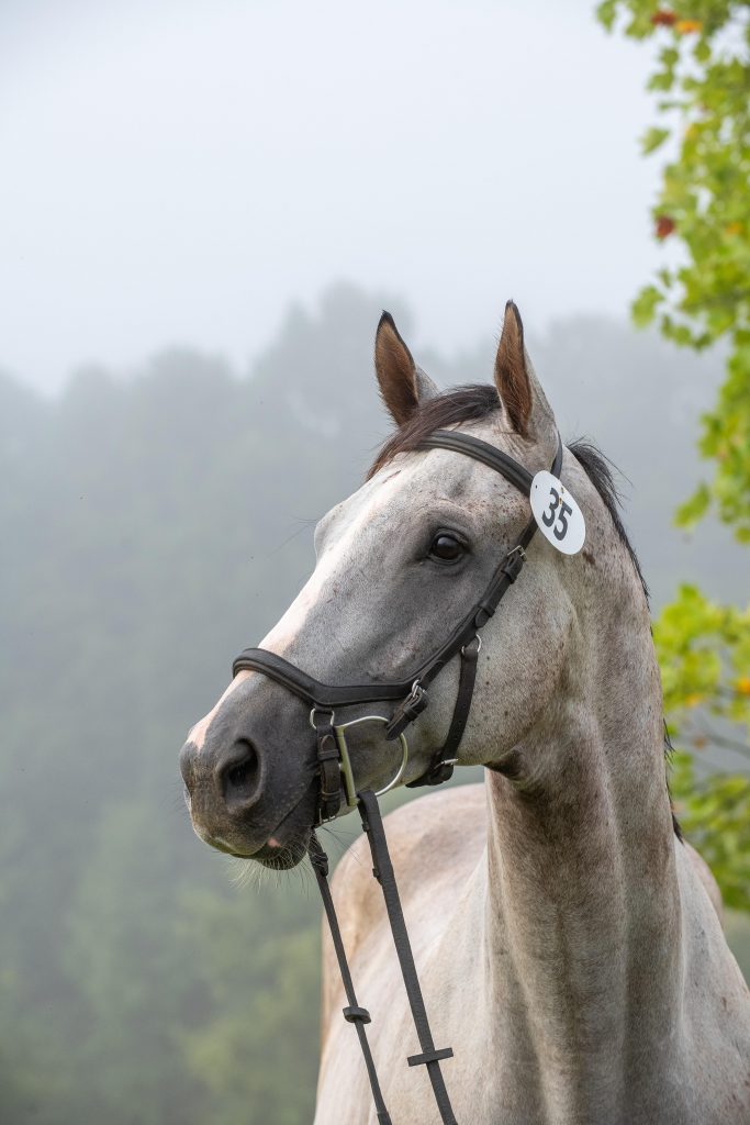 Thoroughbred Logic: Ride Other Horses | HORSE NATION