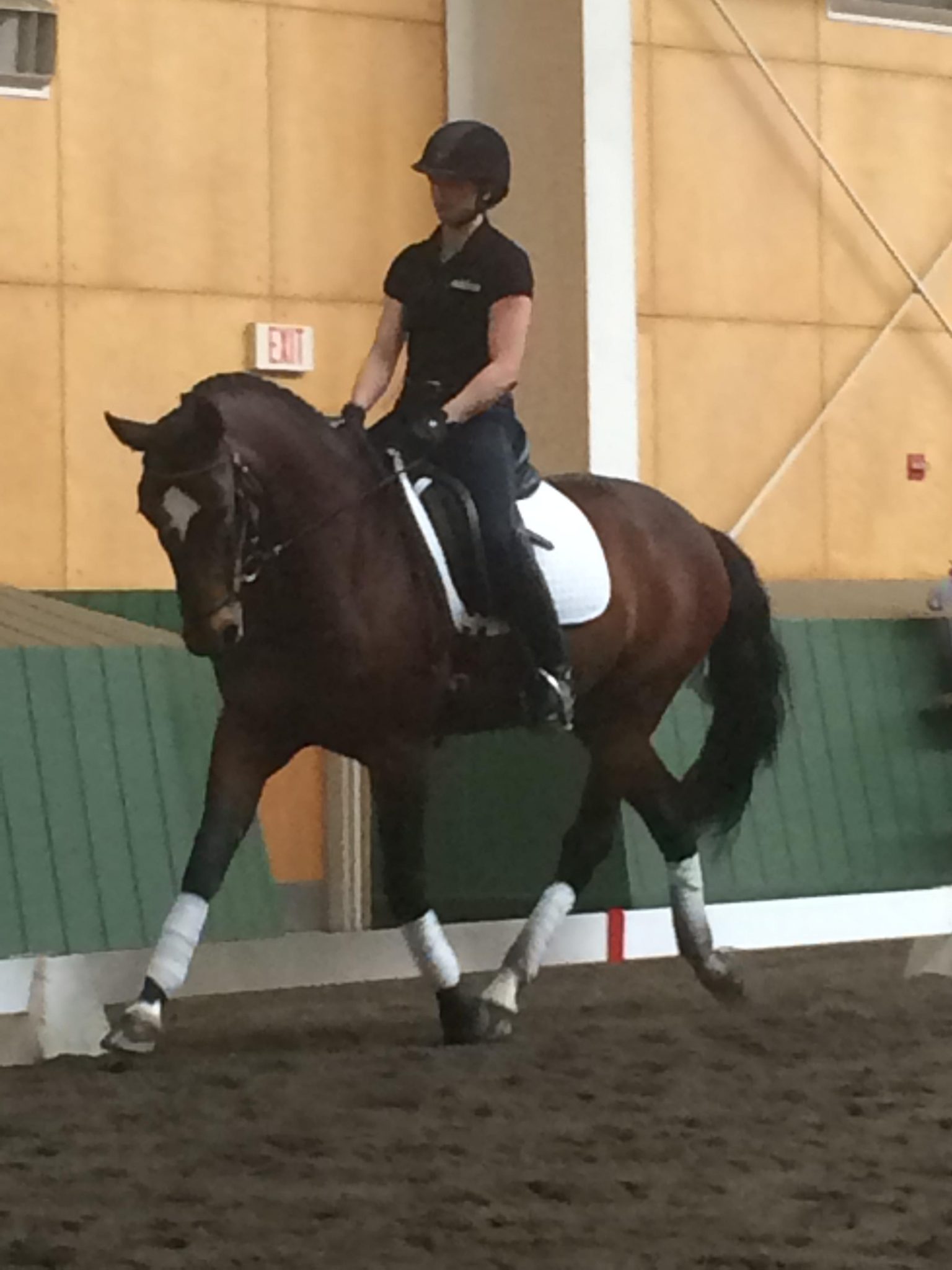 Training in the Right Way: Dressage Terminology and Why it is Important ...