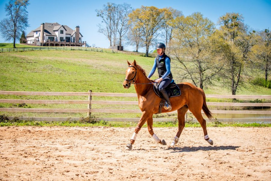 Thoroughbred Logic: Why the Canter-to-Trot Transition is Awesome ...