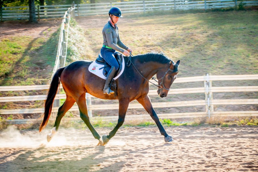 Thoroughbred Logic: Why the Canter-to-Trot Transition is Awesome ...