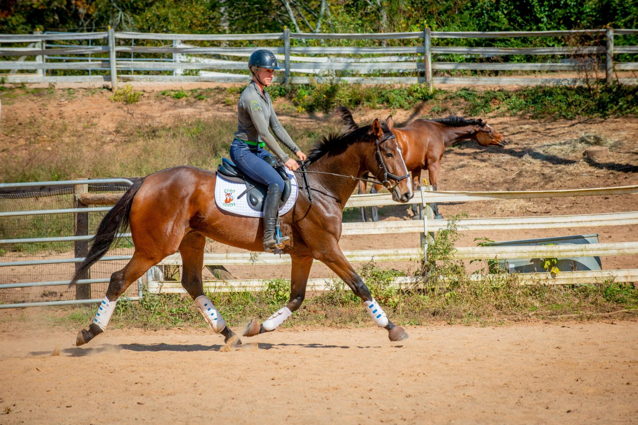 Thoroughbred Logic: Why the Canter-to-Trot Transition is Awesome ...