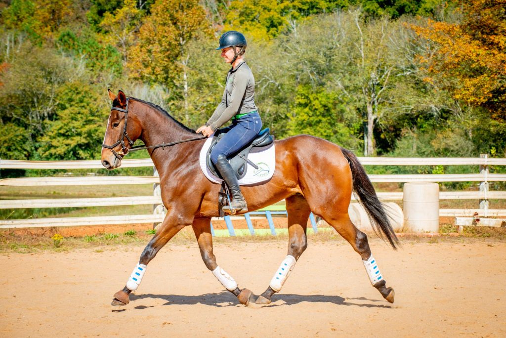 Thoroughbred Logic: Why the Canter-to-Trot Transition is Awesome ...