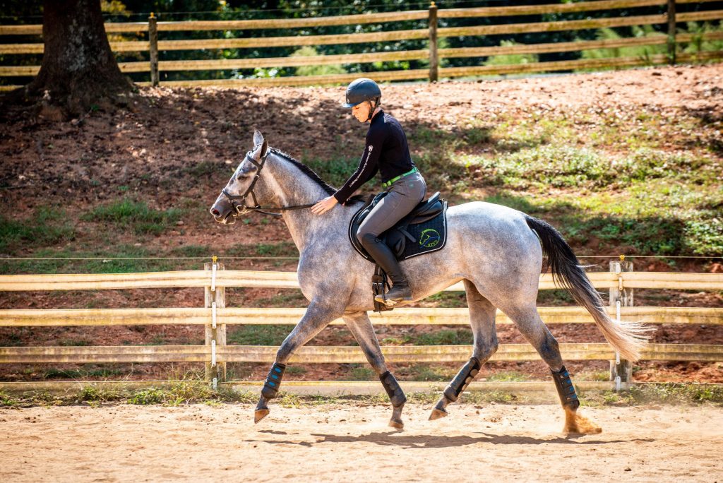 Thoroughbred Logic: Why the Canter-to-Trot Transition is Awesome ...