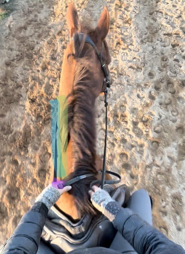 Thoroughbred Logic: The Disappearing Triangles… | HORSE NATION