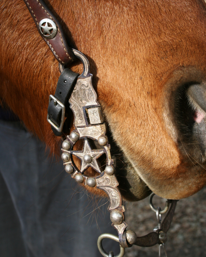 Mythbuster Monday: Horses Should Have Two Wrinkles on Each Side of ...