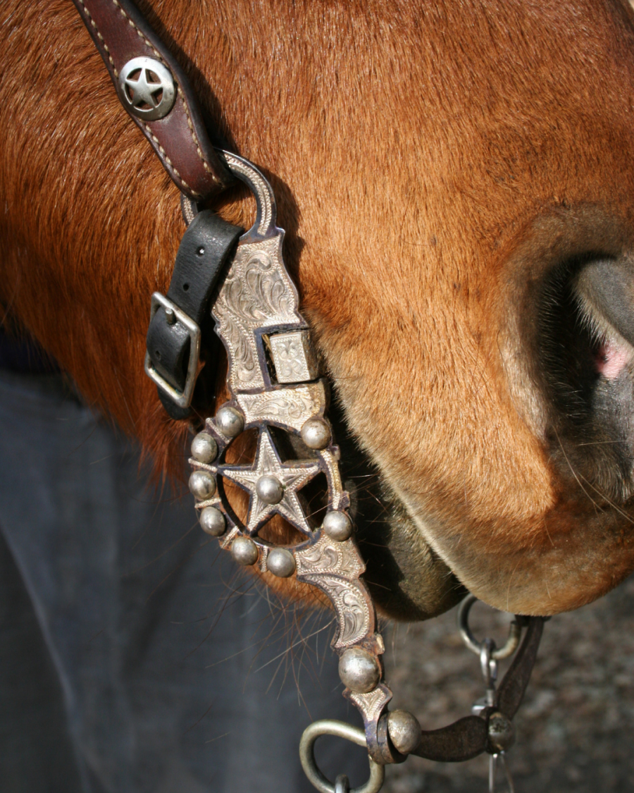 Mythbuster Monday: Horses Should Have Two Wrinkles on Each Side of ...