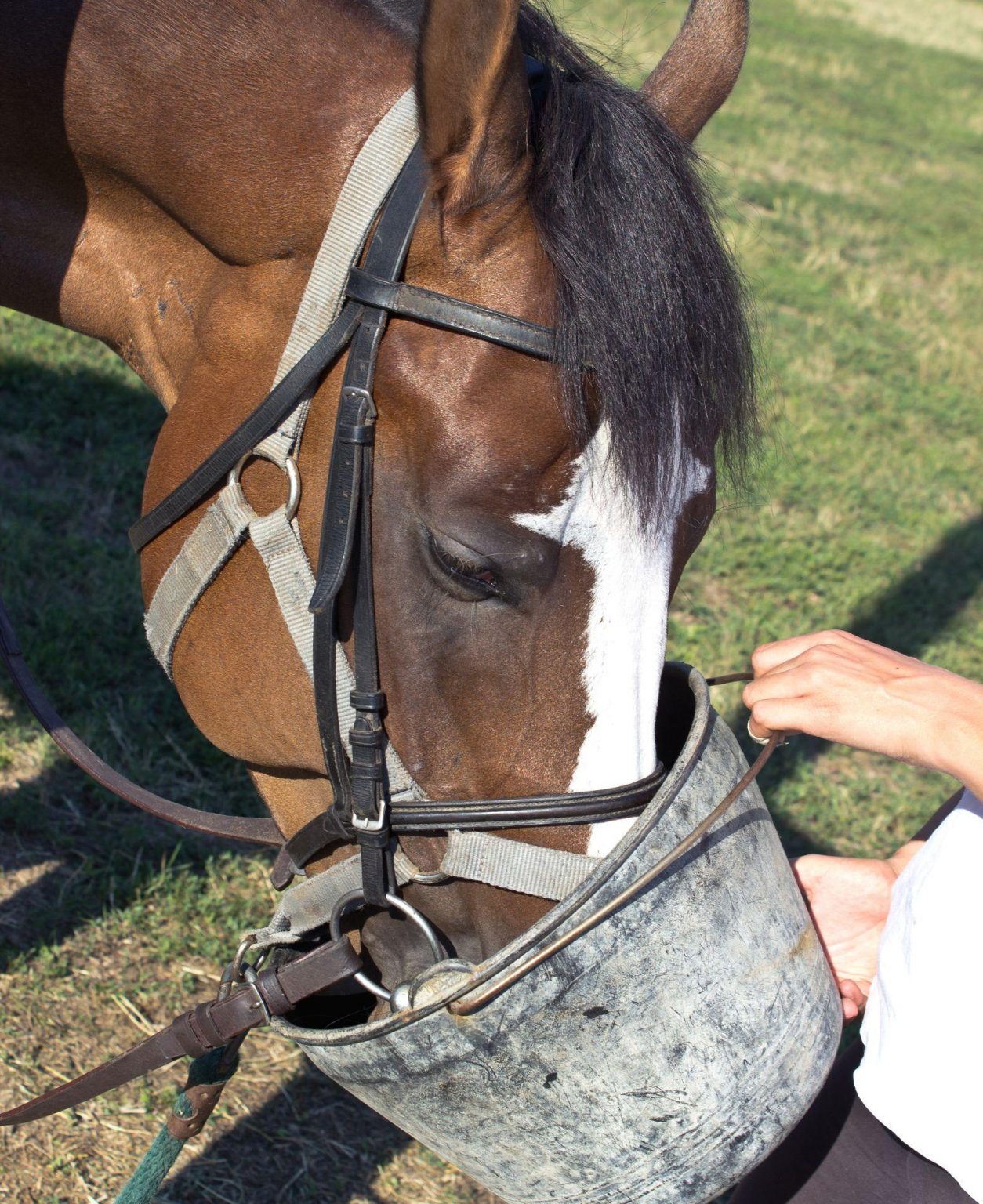 Mythbuster Monday: Feeding Warm Mash in the Winter Decreases the Risk ...