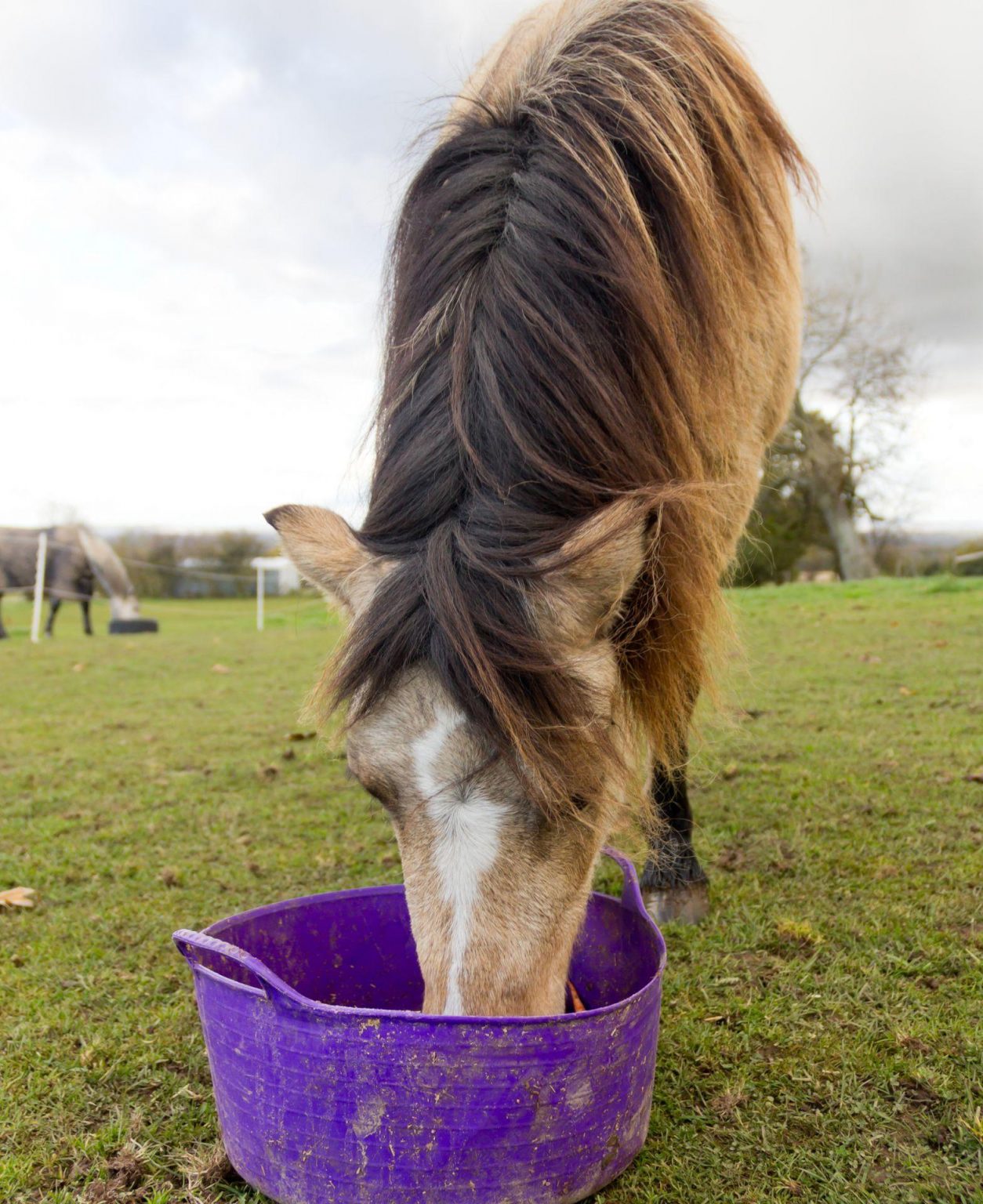 Mythbuster Monday: Feeding Warm Mash in the Winter Decreases the Risk ...