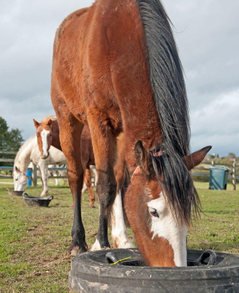 Mythbuster Monday: Feeding Warm Mash in the Winter Decreases the Risk ...
