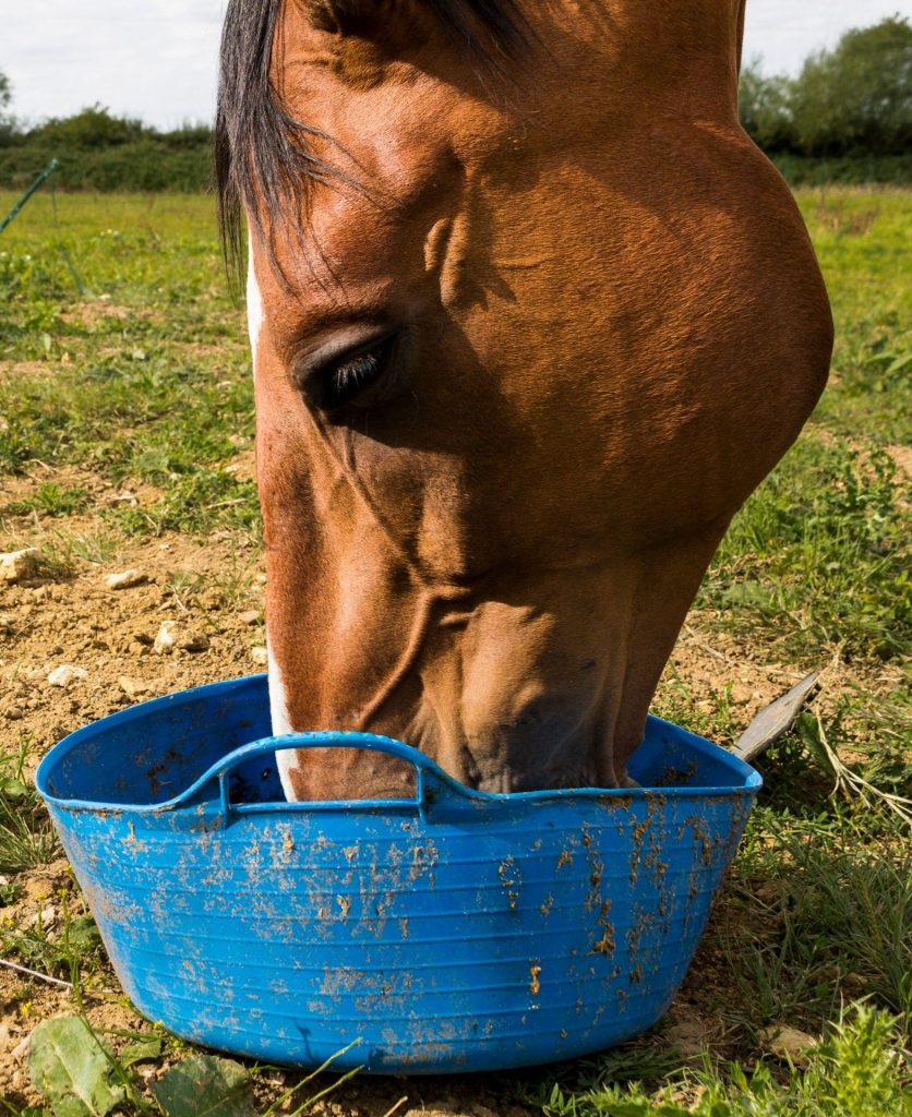 Mythbuster Monday: Feeding Warm Mash in the Winter Decreases the Risk ...