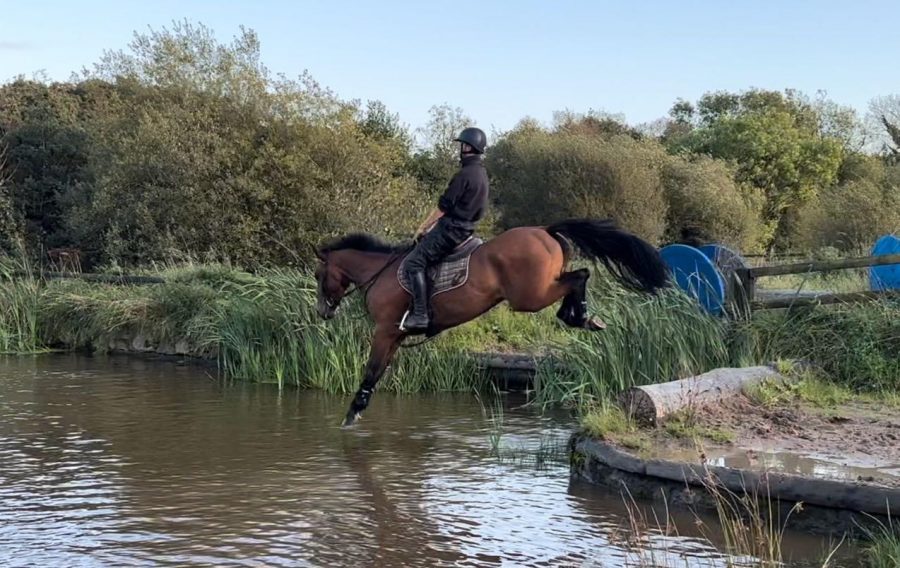 Update on Magic Max: Irish Sport Horse | HORSE NATION
