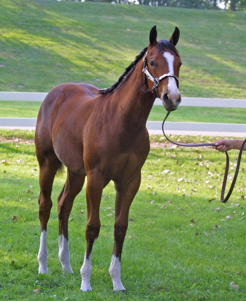 Mythbuster Monday: The Final Height of a Horse Can Be Determined When ...