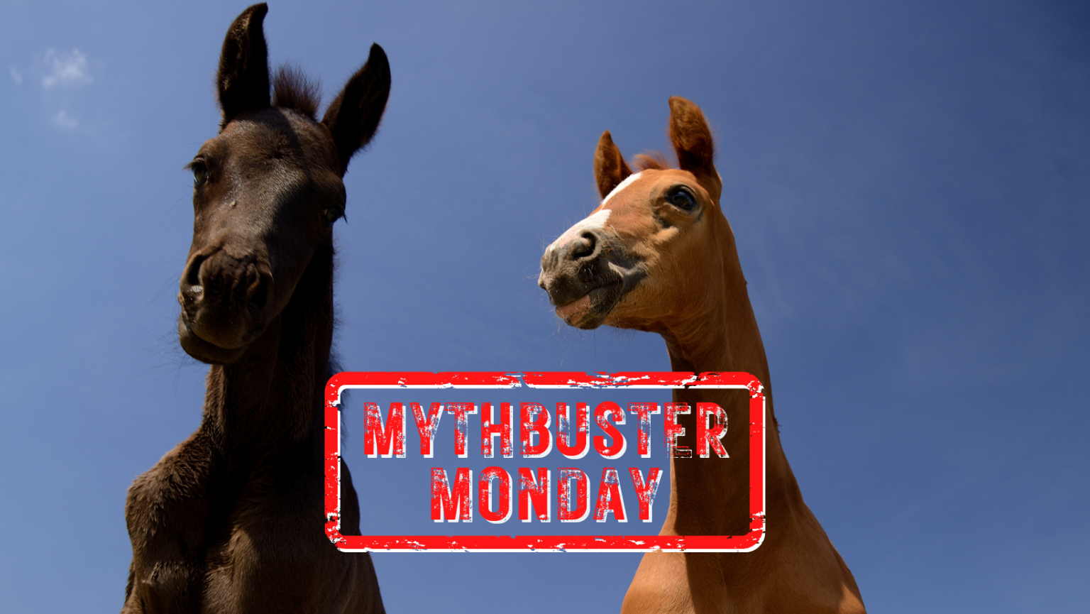 Mythbuster Monday: The Final Height of a Horse Can Be Determined When ...