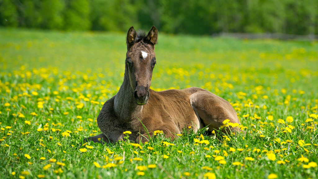 SmartPak Monday Morning Feed: Foal Health 101 | HORSE NATION